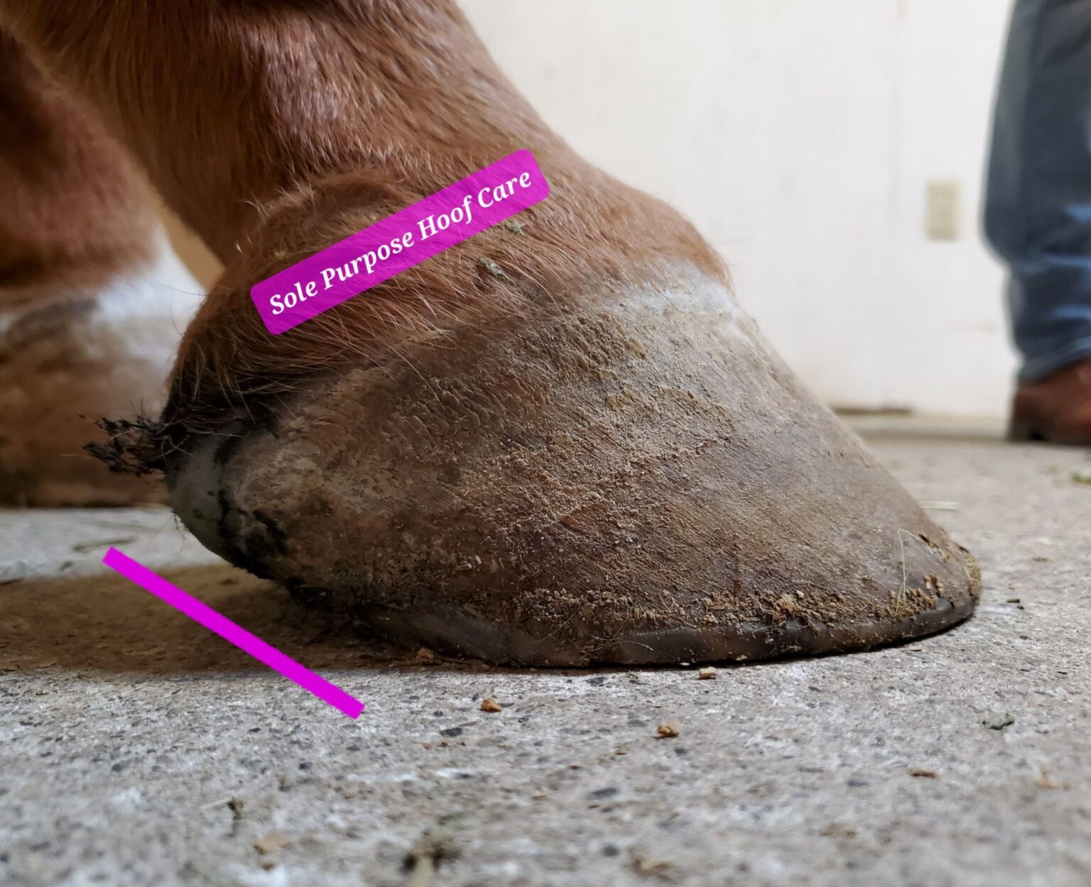 The Worst Trimming Rule - Sole Purpose Hoof Care